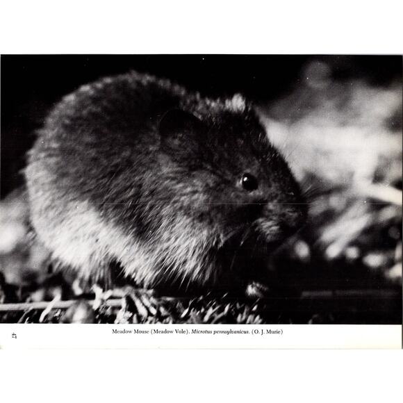 None and/or Unknown | Other | Meadow Mouse Meadow Vole Oj Murie 97s Retro Photo Book Plate Print ...